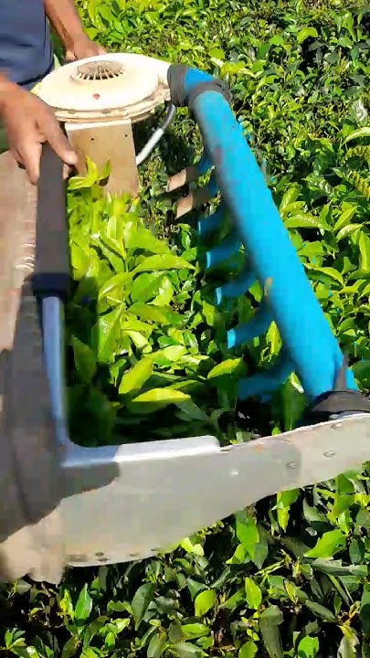 tea leaf cutting machine More profit with less cost#youtubeshorts#shortfeed#agriculture #youtub# ...