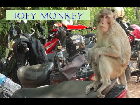 Amazing Joey Monkey/How To See Joey Monkey Sit On Entrance The Motor ...