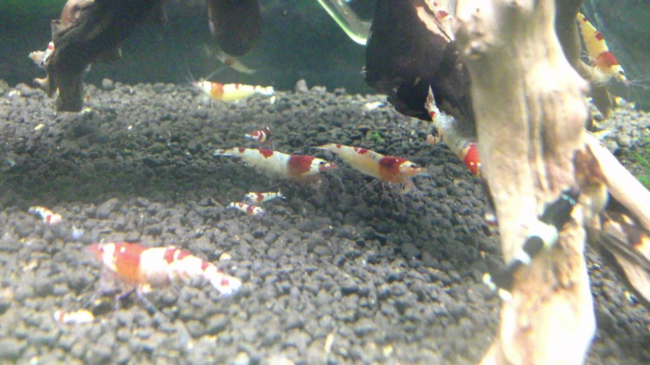 Taiwan Bee - (Shadow) Panda Shrimp & Wine Red Shrimp - YouTube