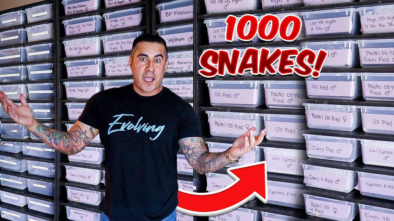 I Have 1000 Snakes In My House!! - YouTube