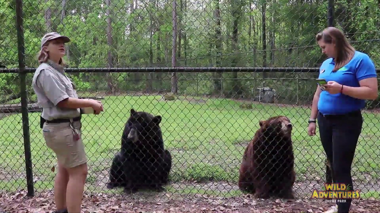 Keeper Talk: Black Bears | Wild Adventures Theme Park - YouTube