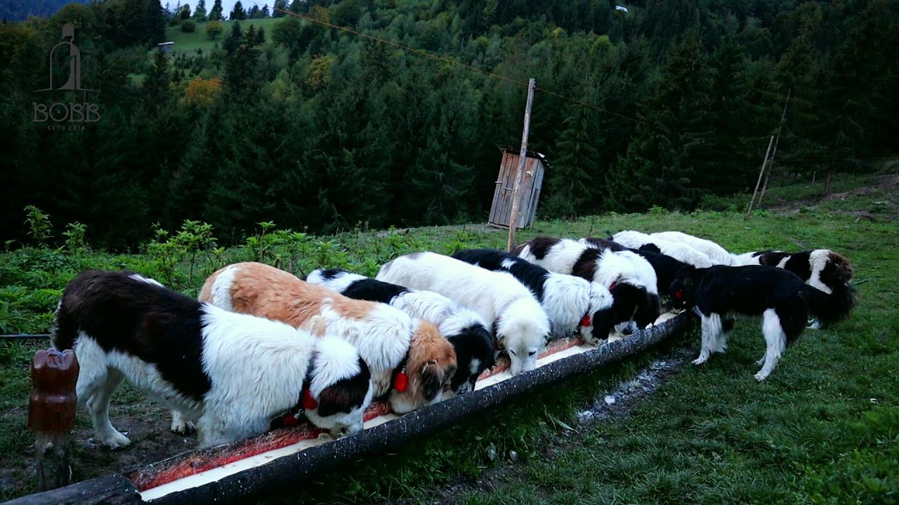 23 de CIOBĂNEȘTI DE BUCOVINA la stâna din MUNTELE BENEȘ a lui Mihai ...