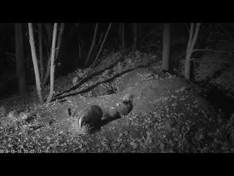Badger castle 2018-10-15 digging and hay 20:01 - YouTube
