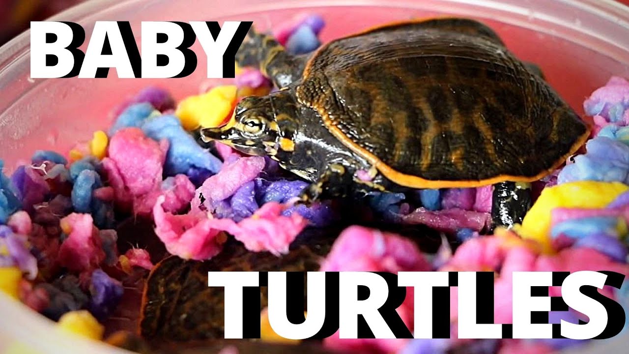 9 RARE BABY TURTLES: UNBOXING - YouTube