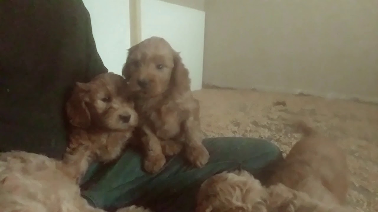 Pinkerton puppies 0518 - YouTube