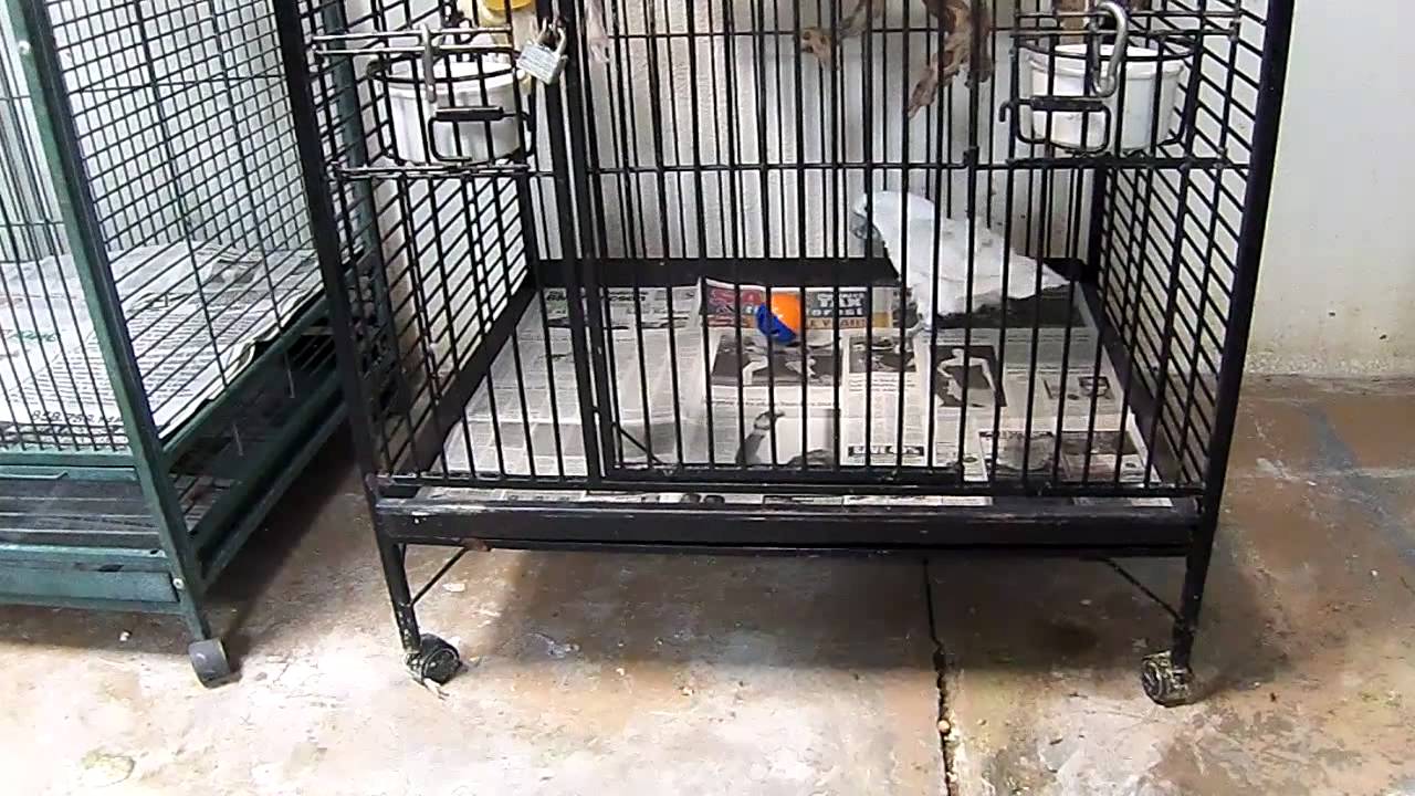 wee wee playing with ball - YouTube