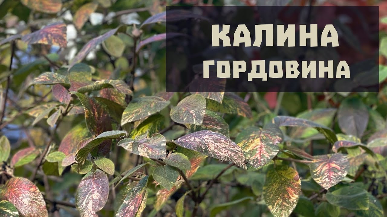 Калина гордовина | Любимые растения - YouTube
