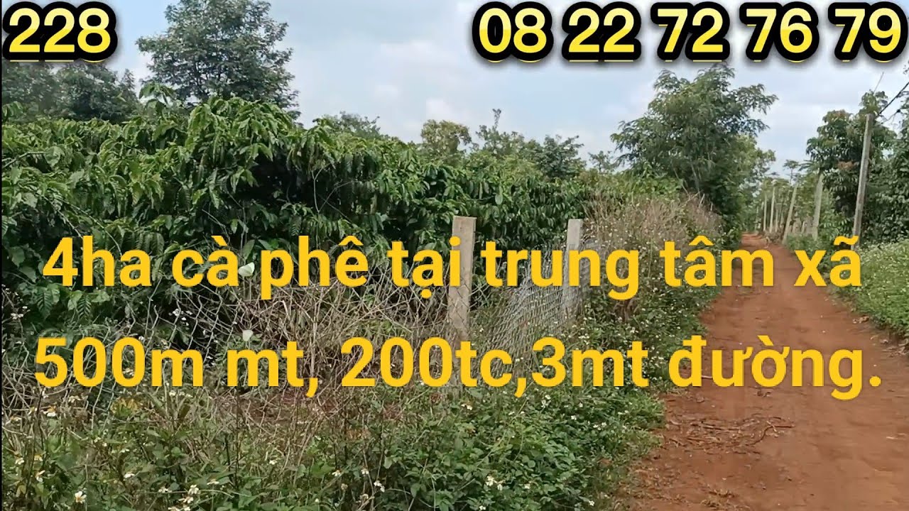 4ha càphê tại trung tâm ủy ban xã, có 500m Mt đường,3mt luôn, LH 08 22 ...