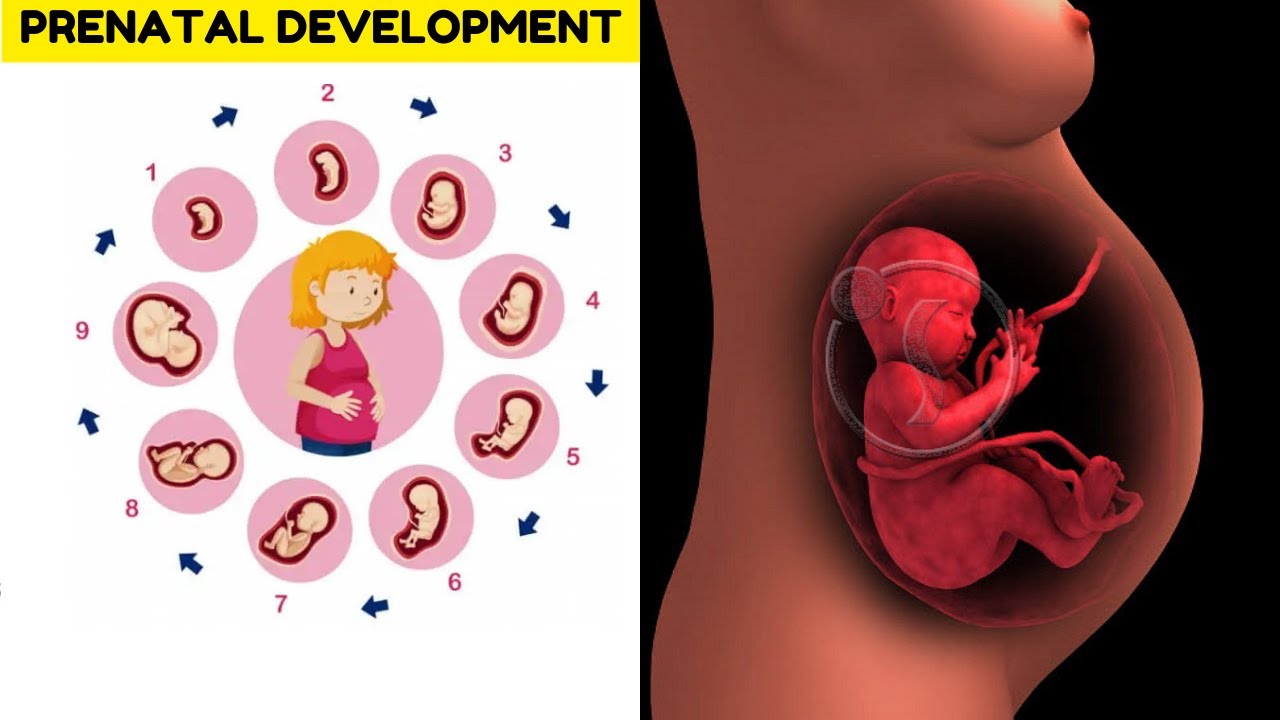 The Miracle of Life: Witnessing a Baby's Development in the Womb | 3D ...