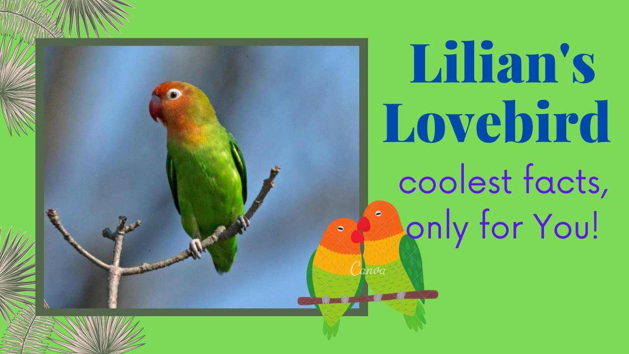 Lilian's Lovebird facts 🦜 Nyasa Lovebird 🦜 the smallest parrot on ...