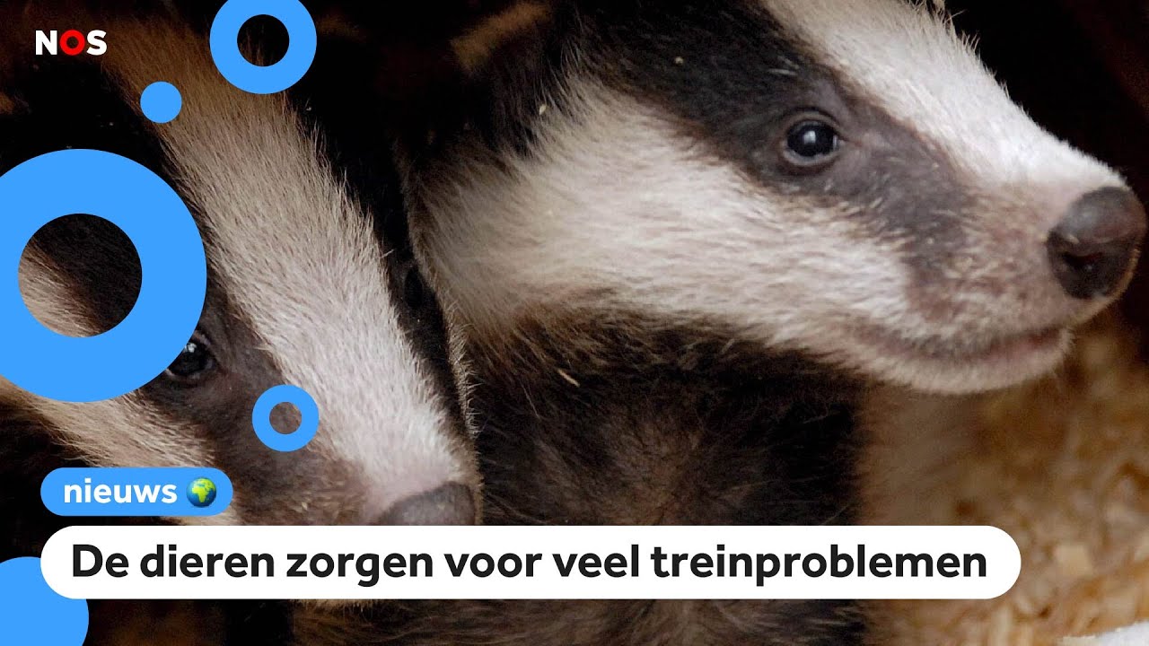 Dassen Onder Het Spoor Worden Weggehaald Youtube