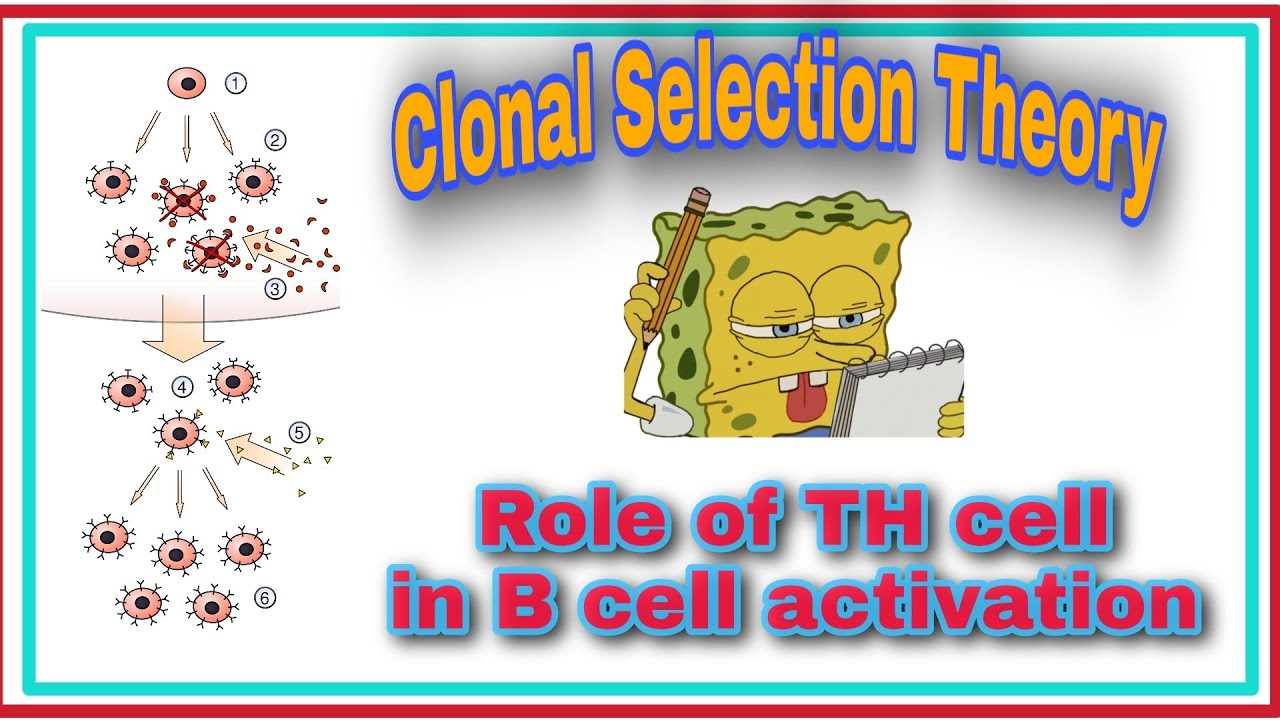 Clonal selection theory || role of TH cell in B cell activation ...