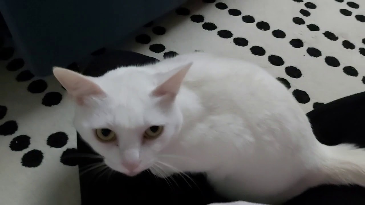 white cat meow - YouTube