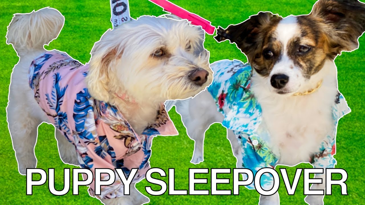 Puppies Have A Sleepover - YouTube