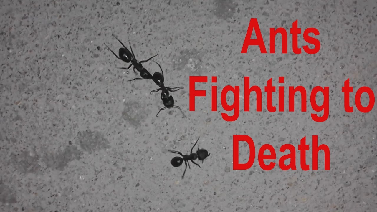 Black Ants Fighting Eachother to Death!!! Ants Fight!!! - YouTube