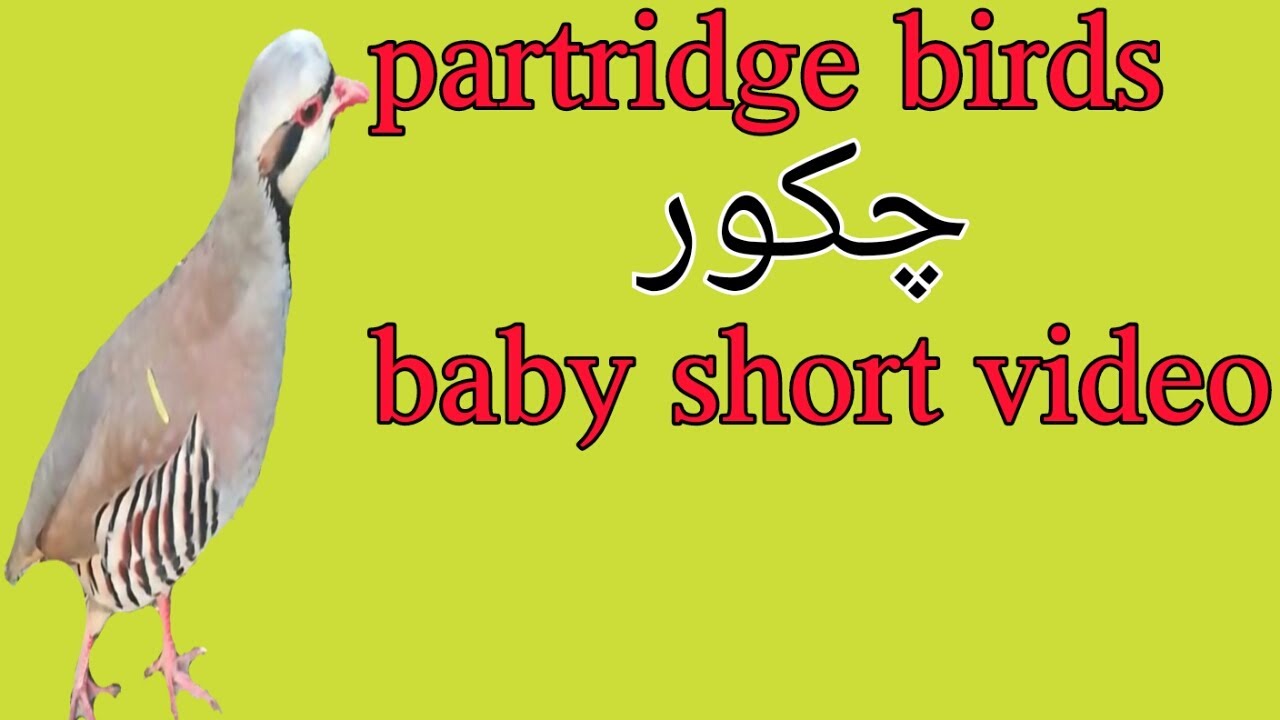 chakor short video / Partridge little baby / birds redleag baby / Nbg ...