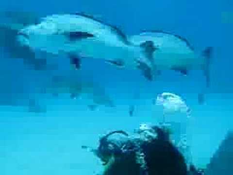 Cod Feed at Code Hole, Great Barrier Reef, Australia - YouTube