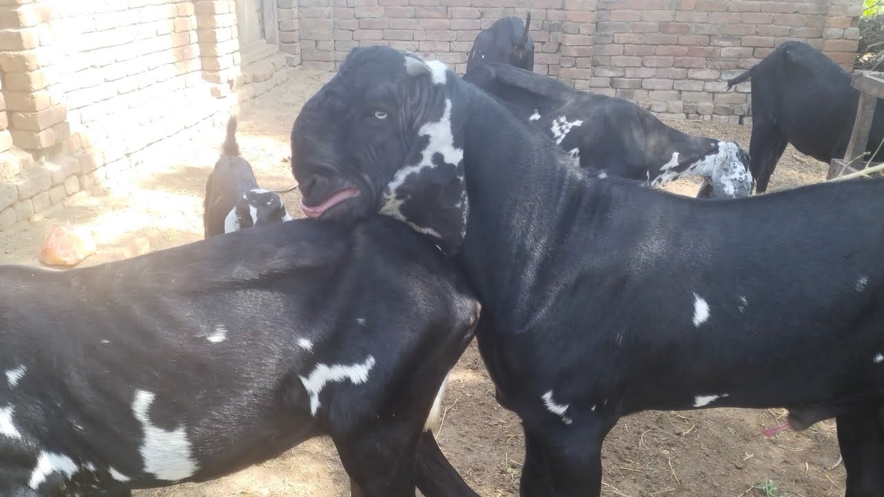 Bettle bkri with bettle breder / Bkrian cross ho rahi hn - YouTube