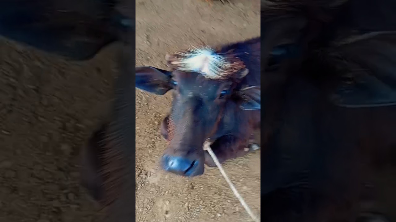 Animal lovers😍 giri cow and giri buffalo 🐃 gausala #shorts #cowvideos # ...