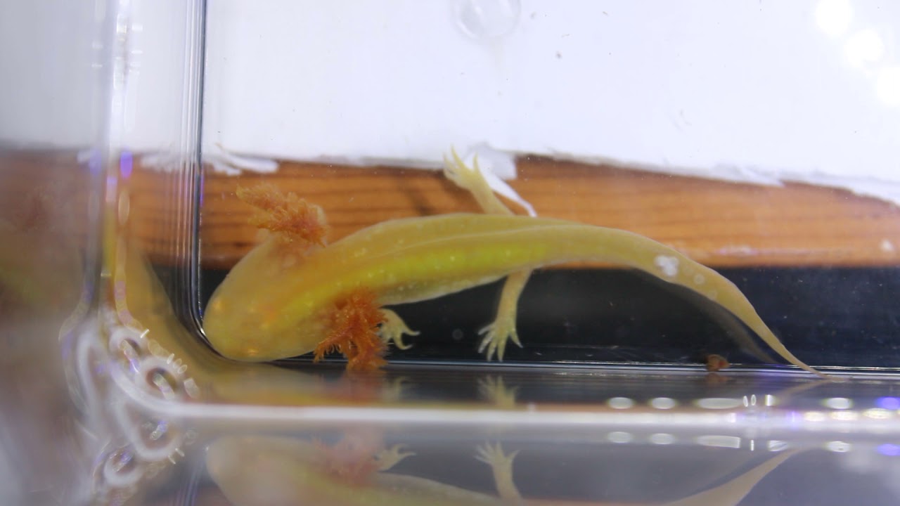 Golden/GFP Golden Split Mosaic (under regular lighting) - YouTube