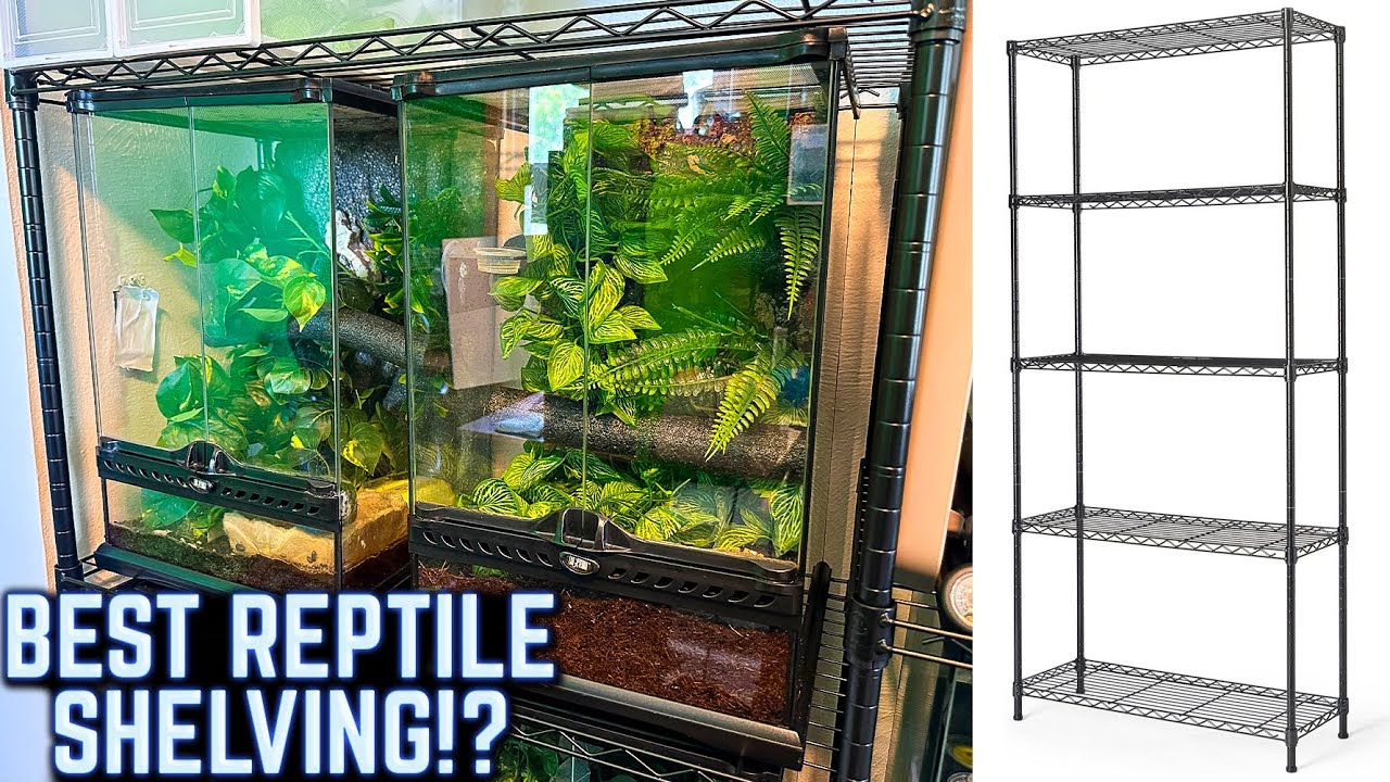 BEST VALUE Shelves For Keeping Reptiles! - YouTube