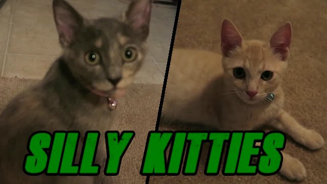 Silly Kitties!!!(7-30-16) Day 822 - YouTube