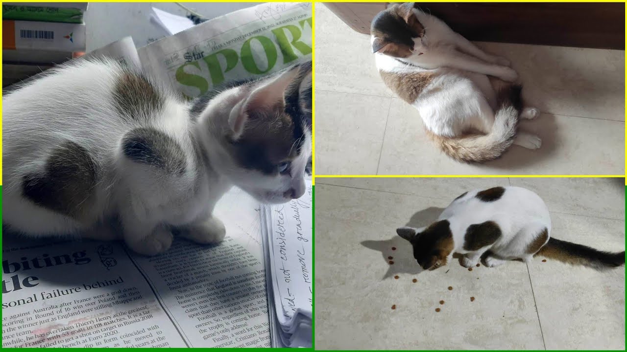 আমাদের (মিনি) বাবলুর দুষ্টুমি || cute cat Bablu || Shilpa's Vlog - YouTube