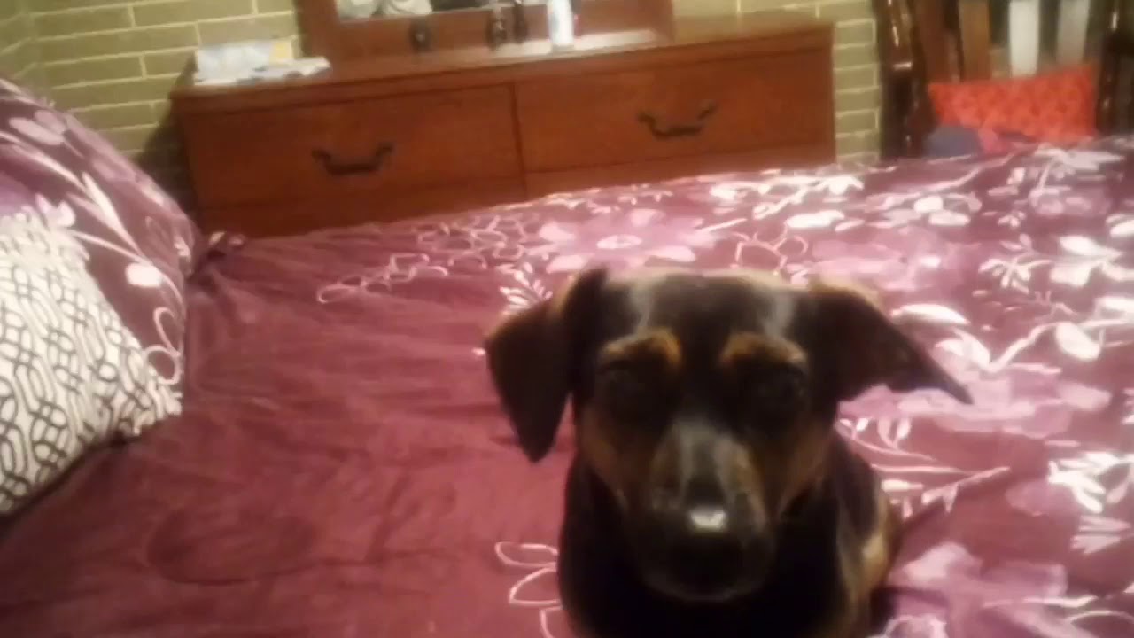 Funny chiweenie dancing to the samba part 1 - YouTube