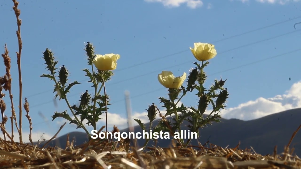 Isac Harawi - Wayra phunkun (poema en quechua) - YouTube