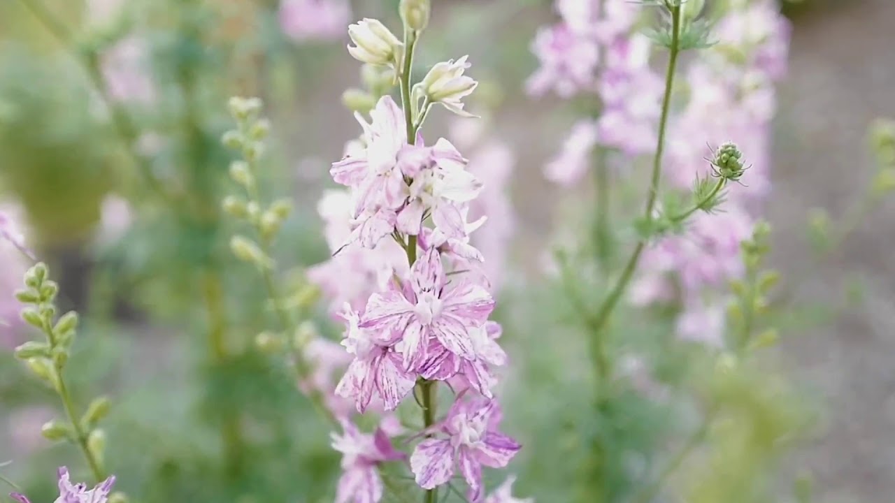 Splish Splash Larkspur - YouTube