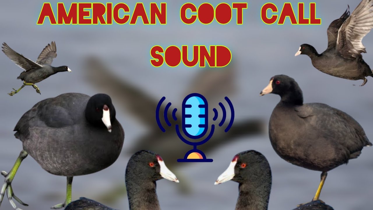 American Coot call Sound | perfect hunting | صوت طائر الغُطاس | bird ...