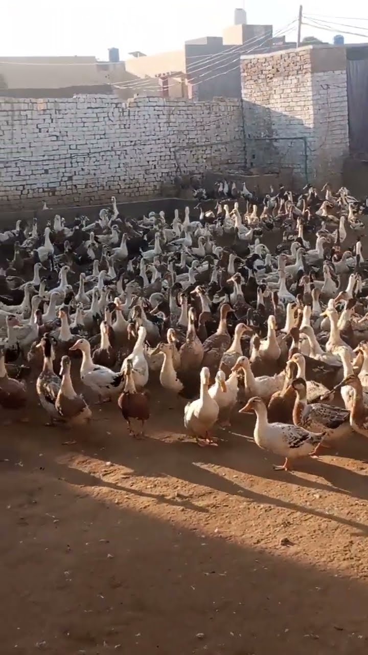 mashallha duck farm in Pakistan Lahore - YouTube