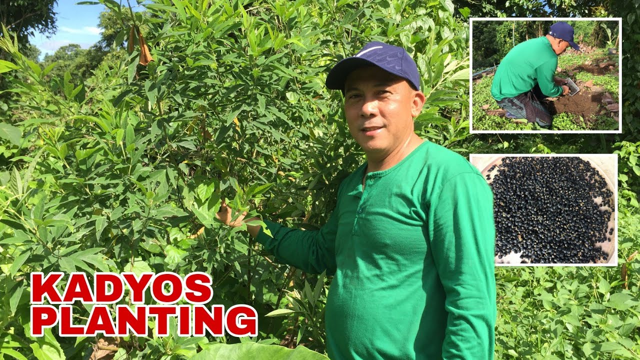PIGEON PEA (KADYOS) PLANTING | Biyaherong Batangueno - YouTube
