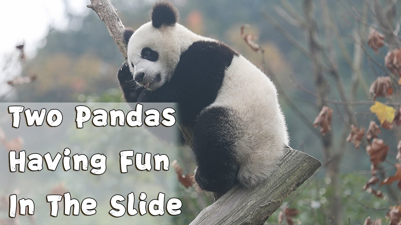 【Super Panda】Episode166 Two Pandas Having Fun In The Slide | iPanda ...