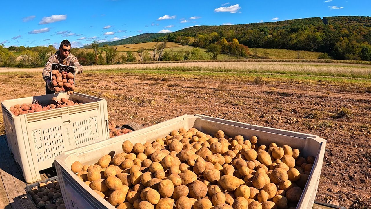 Harvesting 1000's Of Potatoes All By Hand - YouTube