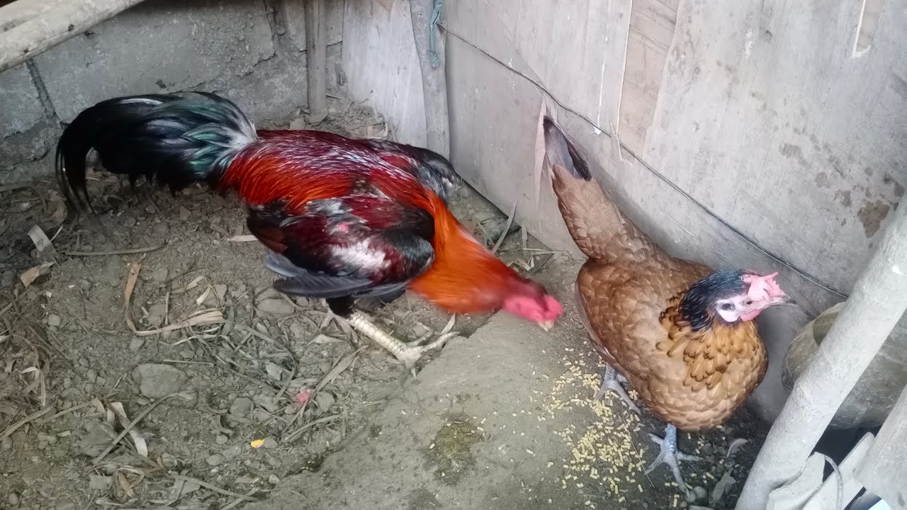 HOW TO UPGRADE NATIVE CHICKEN FOR MEAT PURPOSE - YouTube