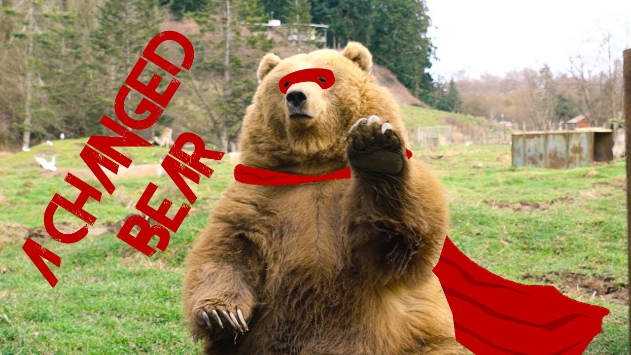 The Good Bear - YouTube