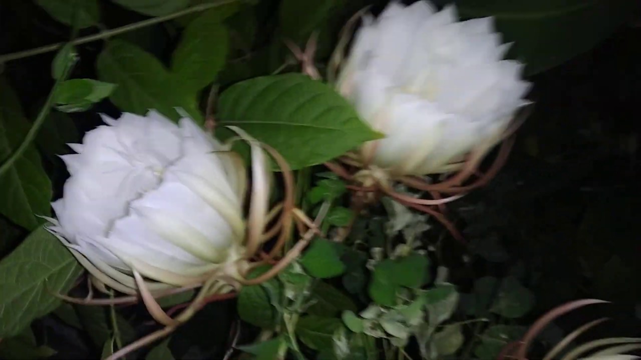 Brahma Kamal Flower Blooming || ब्रह्म कमल फूल - YouTube