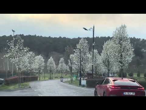 Peugeot 408 Snap Story / Orman  story snap