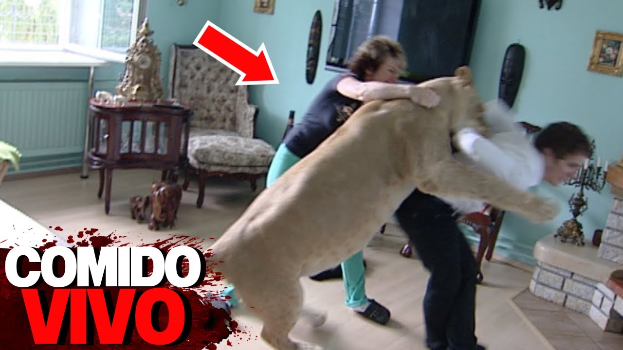 Los Ataques de Grandes Felinos Más Inquitantes Jamás Grabado MARATÓN ...