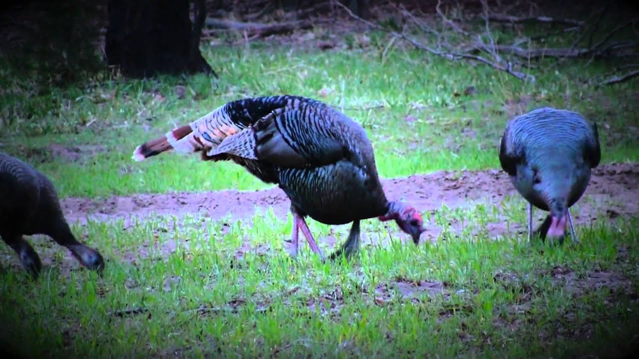 Bow Hunting Red Dirt Thunder Chickens with Antler Outfitters - YouTube