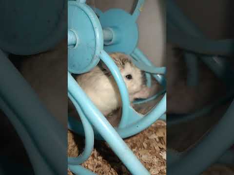 24_ Wonderful Hamster exercise #shorts #cute