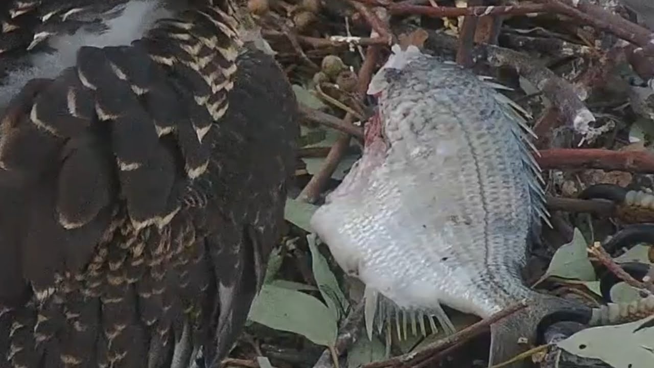 Headless fish 🐟 in first breakfast for eaglets | Sea-EagleCAM | Sept 24 ...