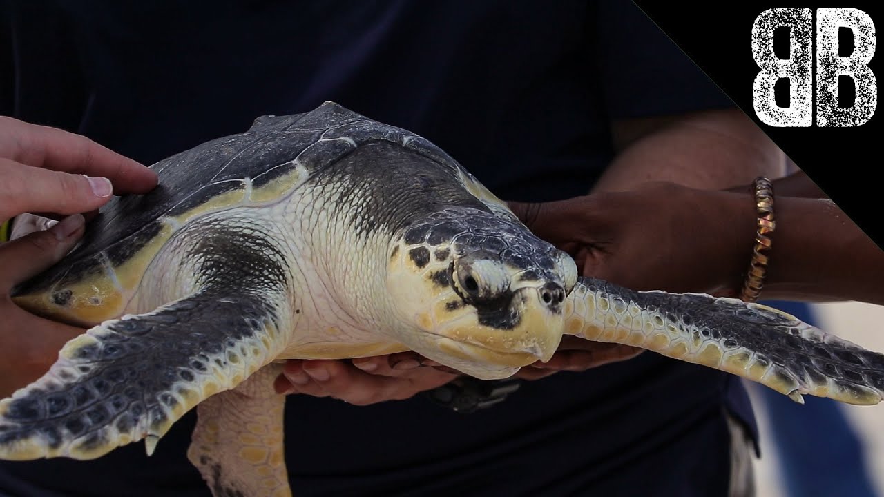 Endangered Sea Turtle Rescue and Release | Mississippi Aquarium - YouTube