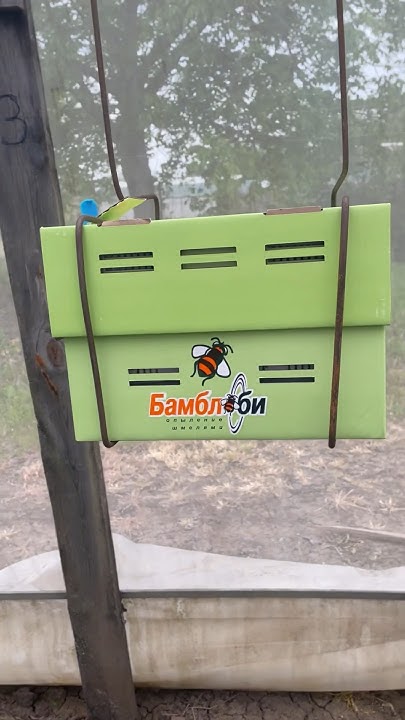 Шмели для опыления томатов #марьянская #парадайз #огород #теплица # ...