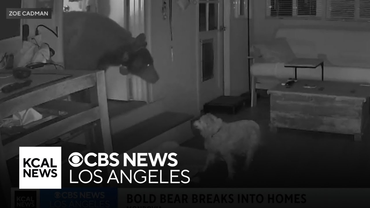 Security cameras capture moments black bear raids Monrovia kitchen - YouTube