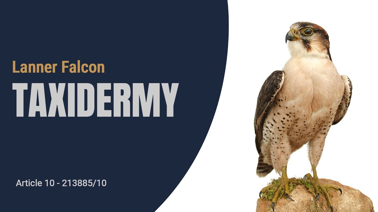 Lanner Falcon Taxidermy - YouTube