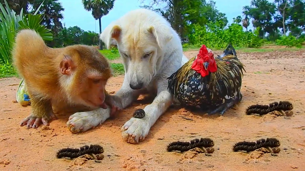 Amazing Video ! SokYaa Remove Worm Away From OG & ToTo Well - YouTube