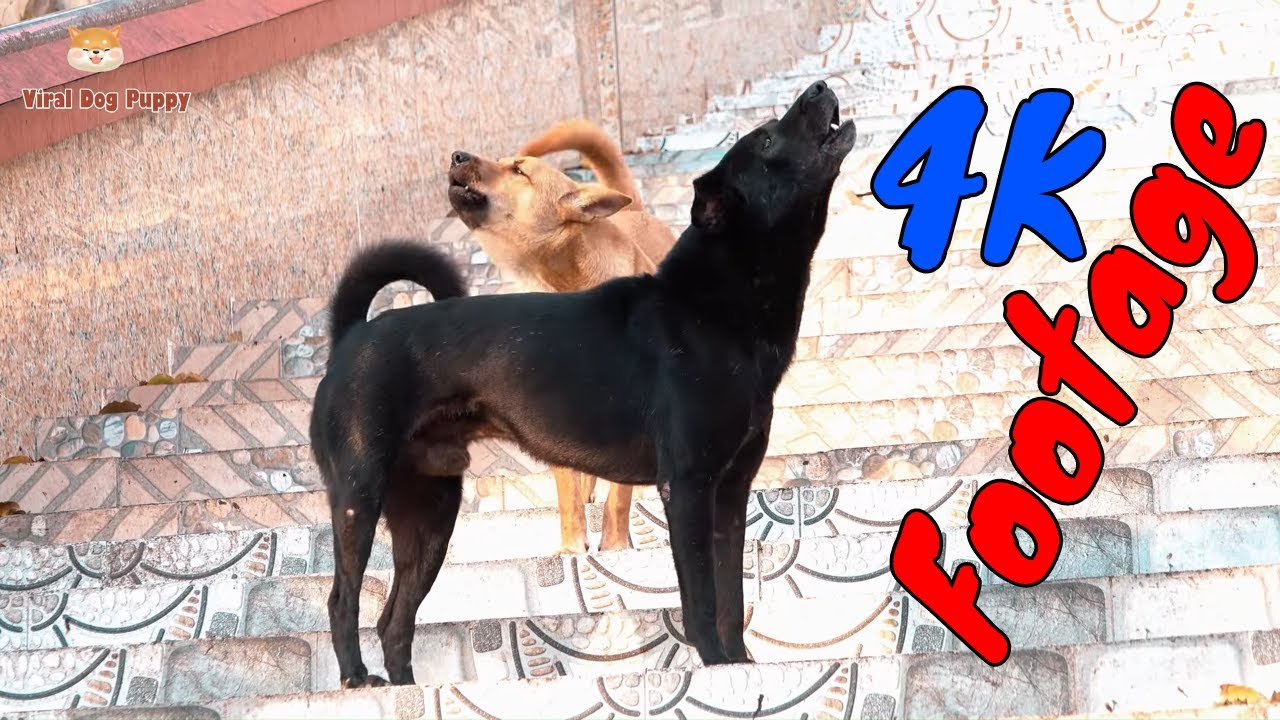 4K Quality Animal Footage - Dogs and Puppies Beautiful Scenes Episode ...