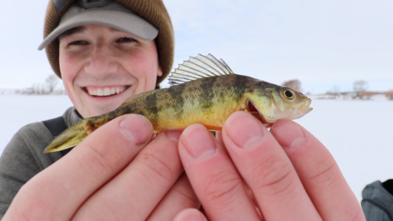 Pond Ice Fishing Micro Perch - YouTube